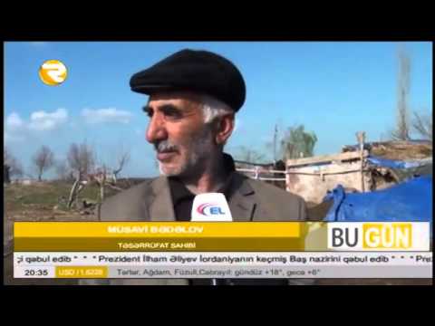 Çaqqallar sürüyə hücum çəkdi   it çaqqalı parçaladı Region TV   Region TV