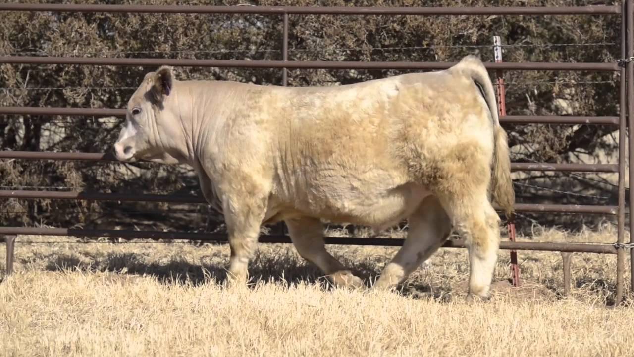 BIXLER RANCH :: TAG 38 - YouTube