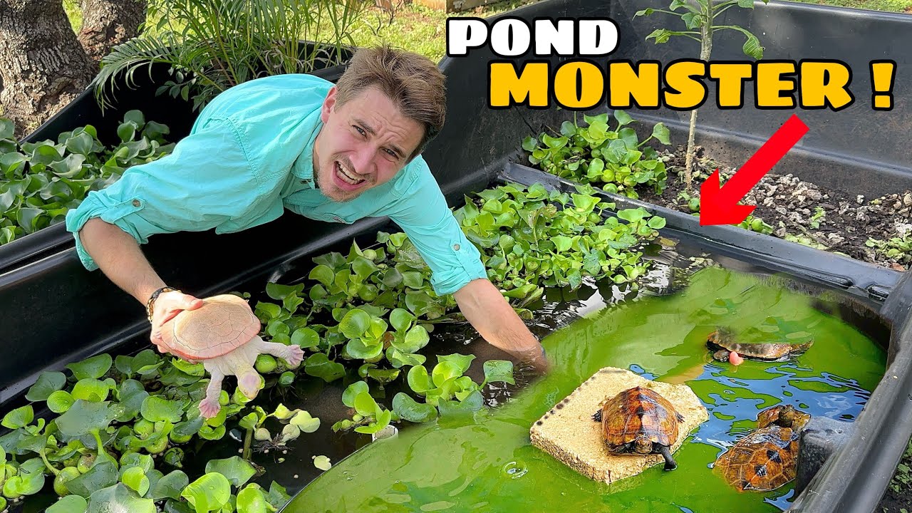 SAVING my POND MONSTERS from WINTER FREEZE ! - YouTube