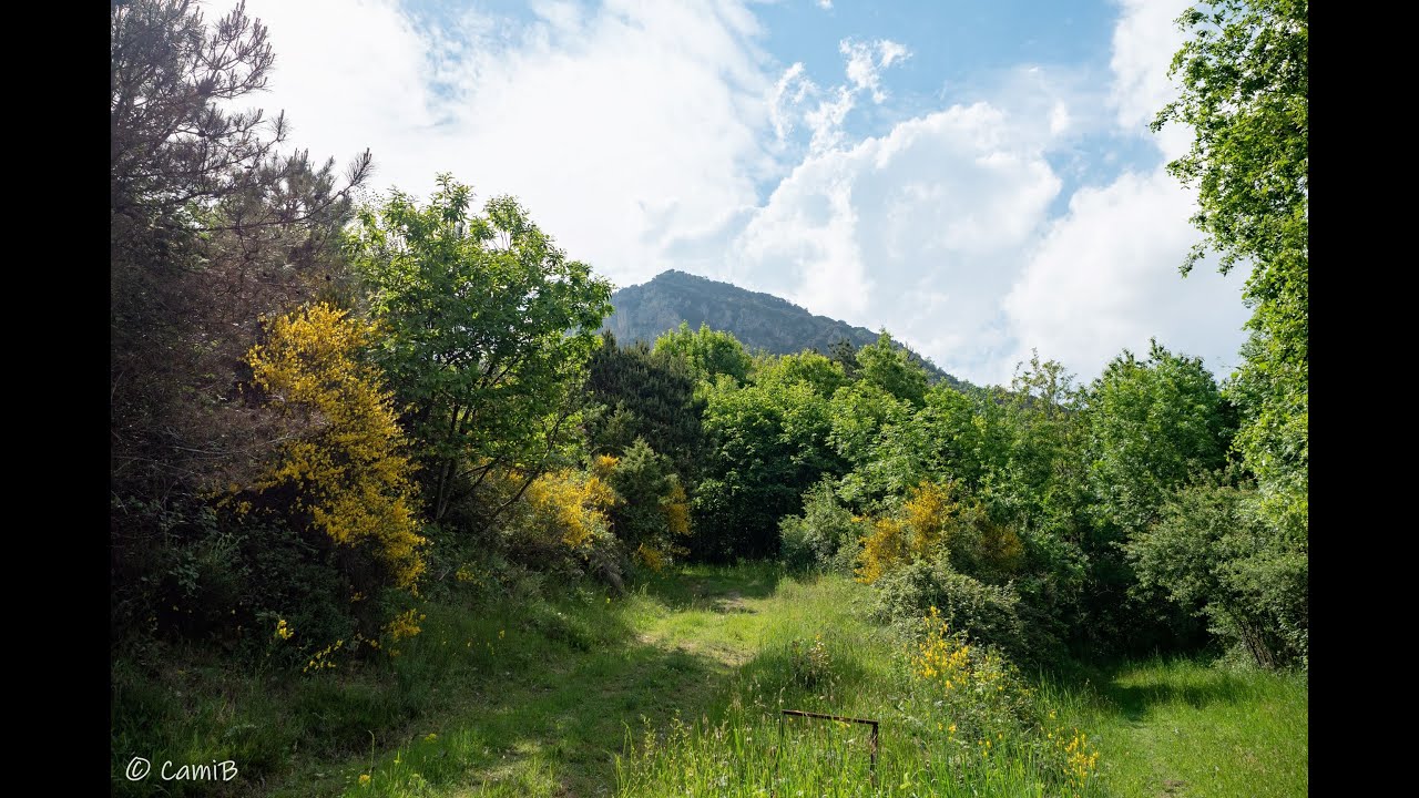 2023 - Les forêts du Pays Pyrénées Méditerranée - YouTube