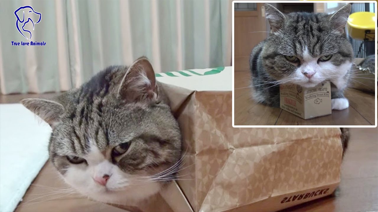 The truth, the force behind the laugh, YouTube’s most watched animal ...