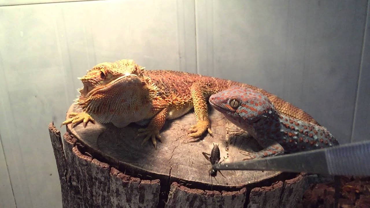 Feeding tokay gecko - YouTube