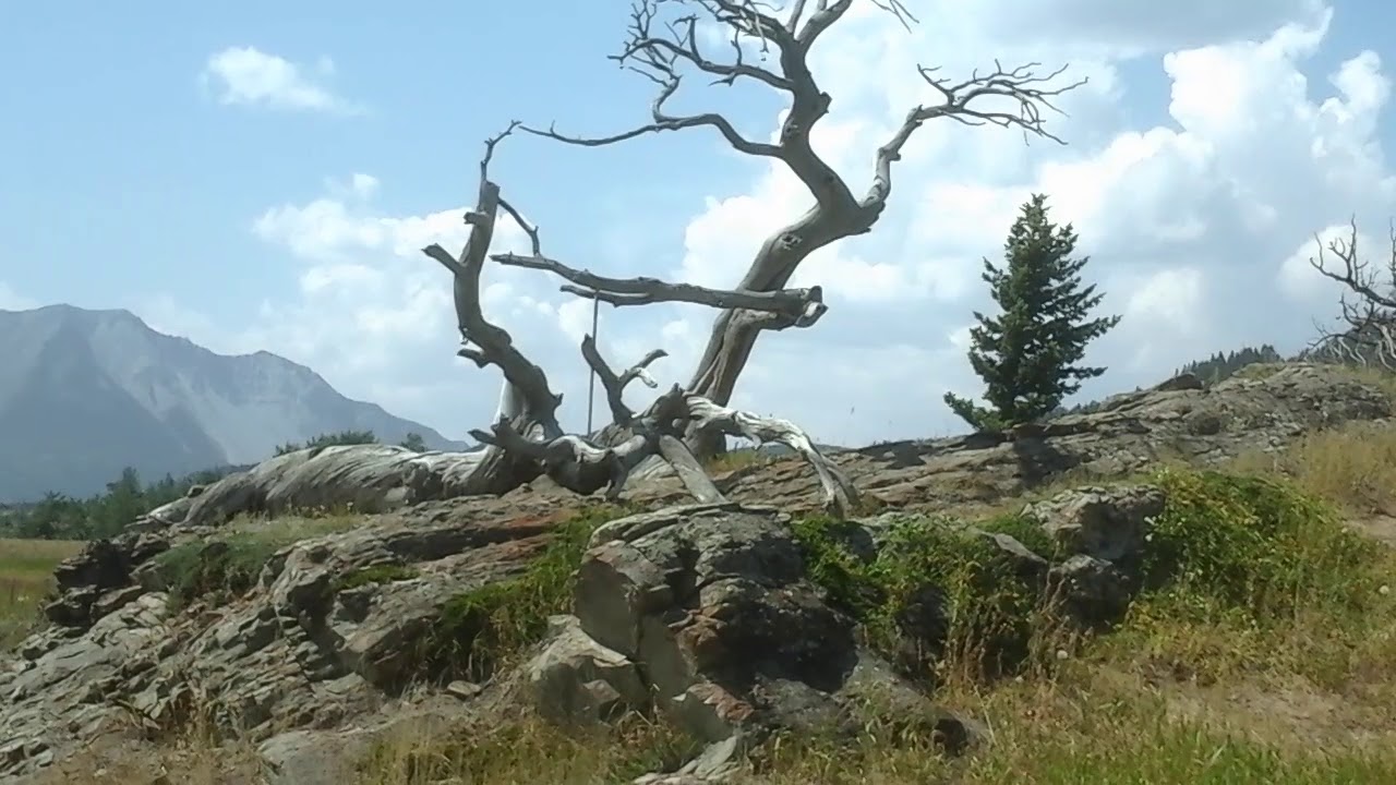 Burmis Tree Crow's Nest Pass , Alberta Canada Summer 2018 - YouTube