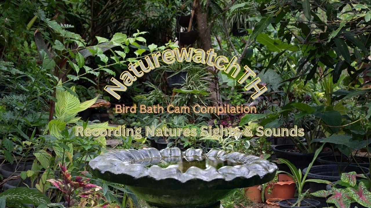 Bird Bath Cam Compilation - YouTube
