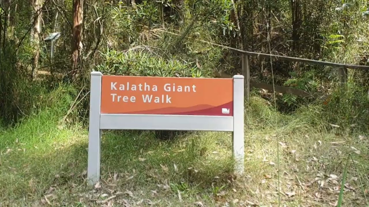 #walkingtour Kalatha Giant Tree Walk - YouTube