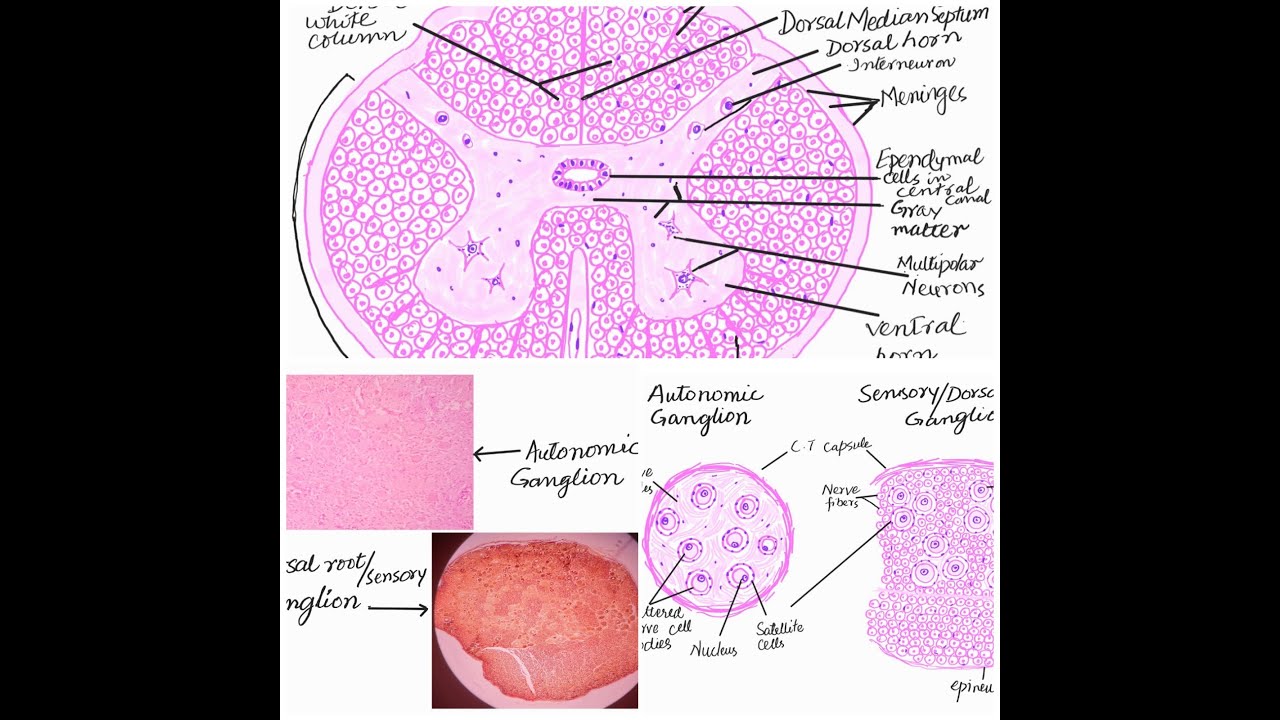 Spinal cord and ganglia histology diagrams - YouTube