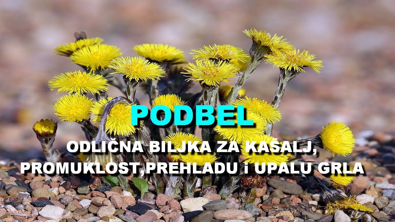 PODBEL - ODLIČNA BILJKA Za KAŠALJ,PROMUKLOST,PREHLADU i UPALU GRLA ...