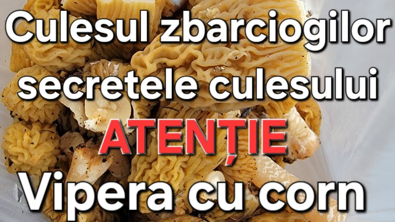 Vânătoarea de Zbarciogi/Vipera cu corn și cerbul Carpatin - YouTube