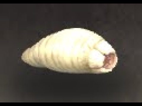 Eastern Kingdoms Safari: Festering Maggot Battle Pet, Eastern ...
