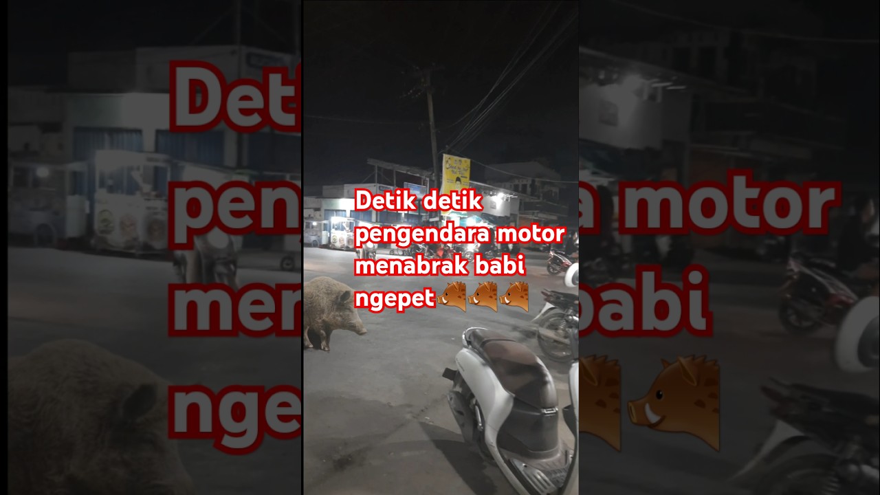 Pengendara motor menabrak babi ngepet #viralvideo #horor #fyp # ...