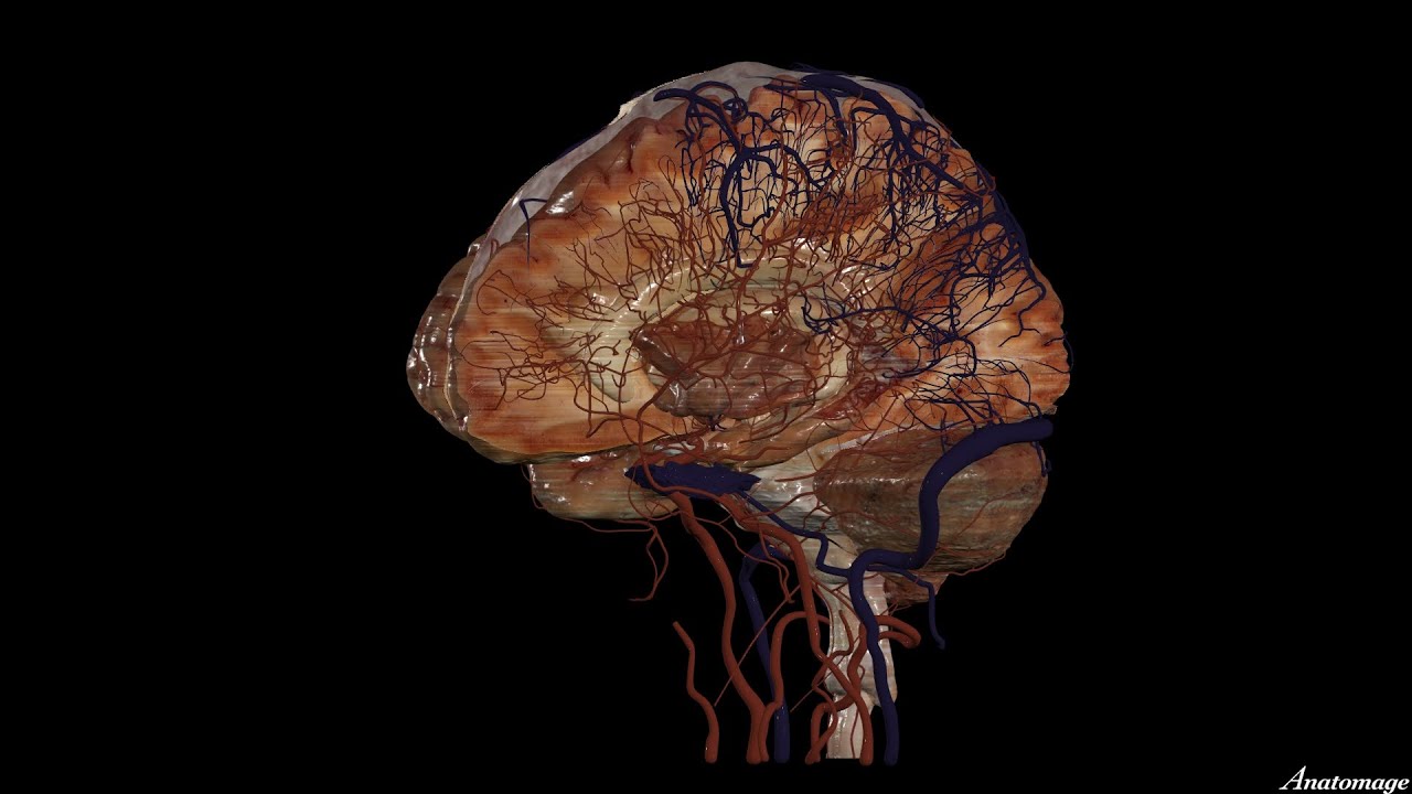 3D view of dissected brain - frozen cadaver - YouTube