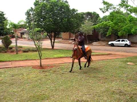 video mula pelo de rato - YouTube