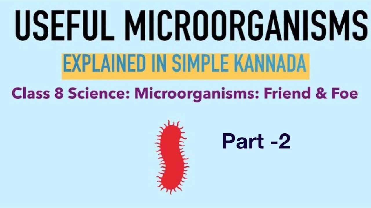 Useful Microorganisms explained in simple kannada/ class 8 science ...