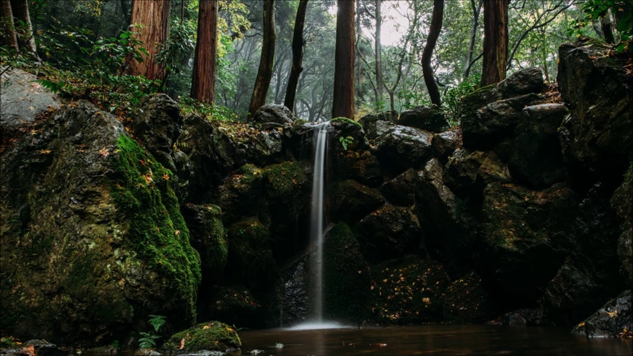 Relaxing Forest Ambience | Free Sound Effects | Ambient Sounds - YouTube