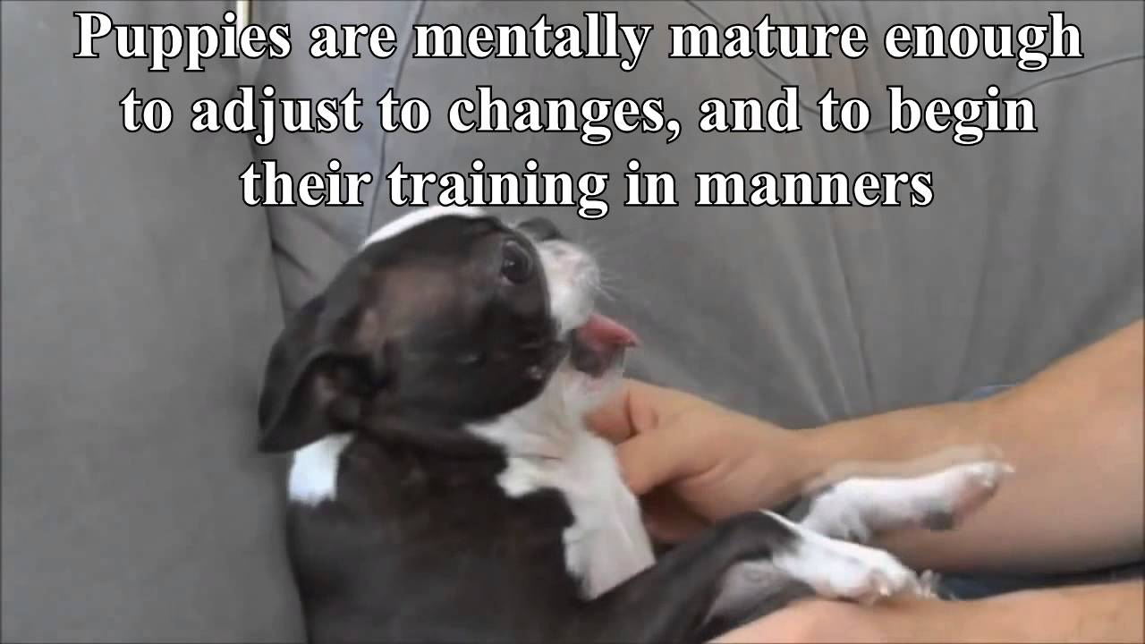 Developmental Stages of Puppy Behavior - YouTube
