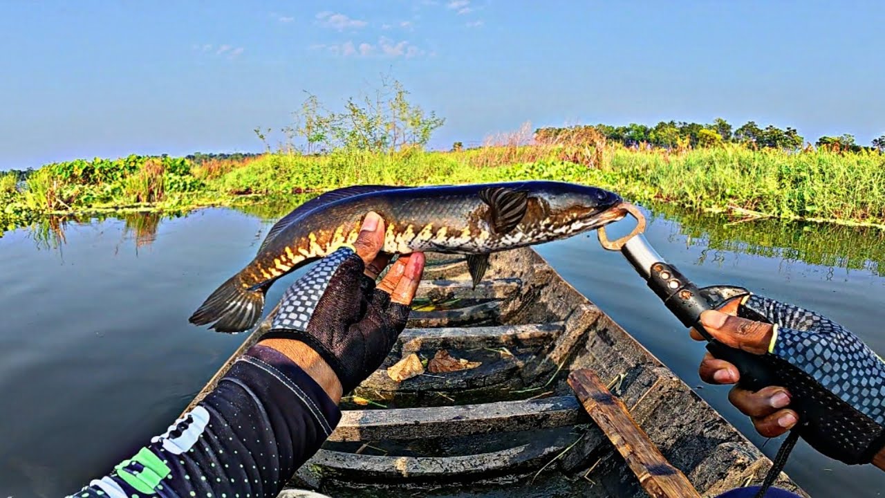 ||SNAKEHEAD FISHING SEASON START|| SNAKEHEAD FISHING TIPS AND TRICKS # ...