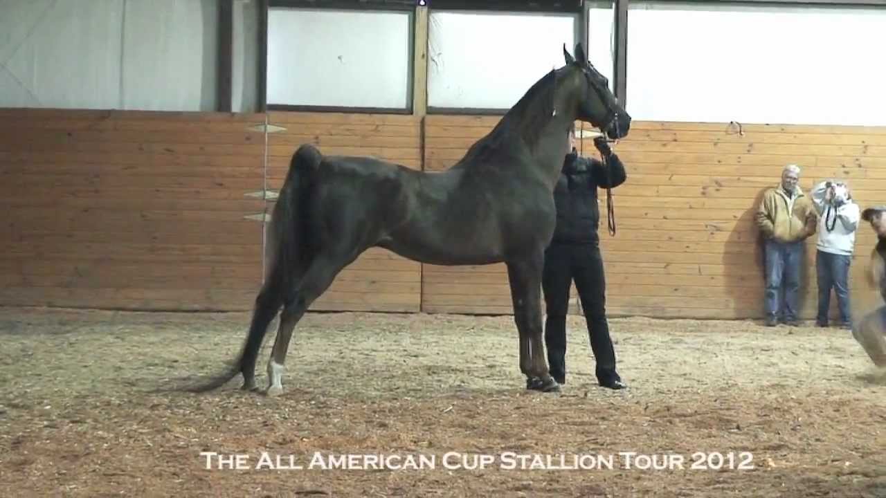 WC Belle Reve's Renaissance Man - 2012 All American Cup Stallion Tour ...
