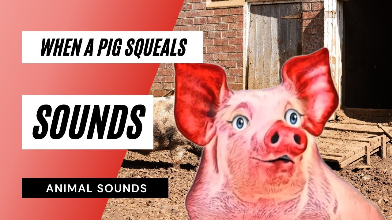 When A Pig Squeals Sounds / Sound Effect / Animation - YouTube