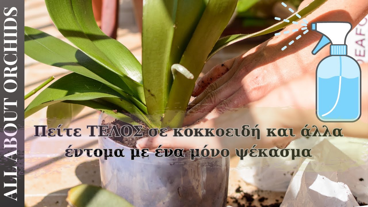 Πείτε ΤΕΛΟΣ σε κοκκοειδή και άλλα έντομα με ένα μόνο ψέκασμα. - YouTube