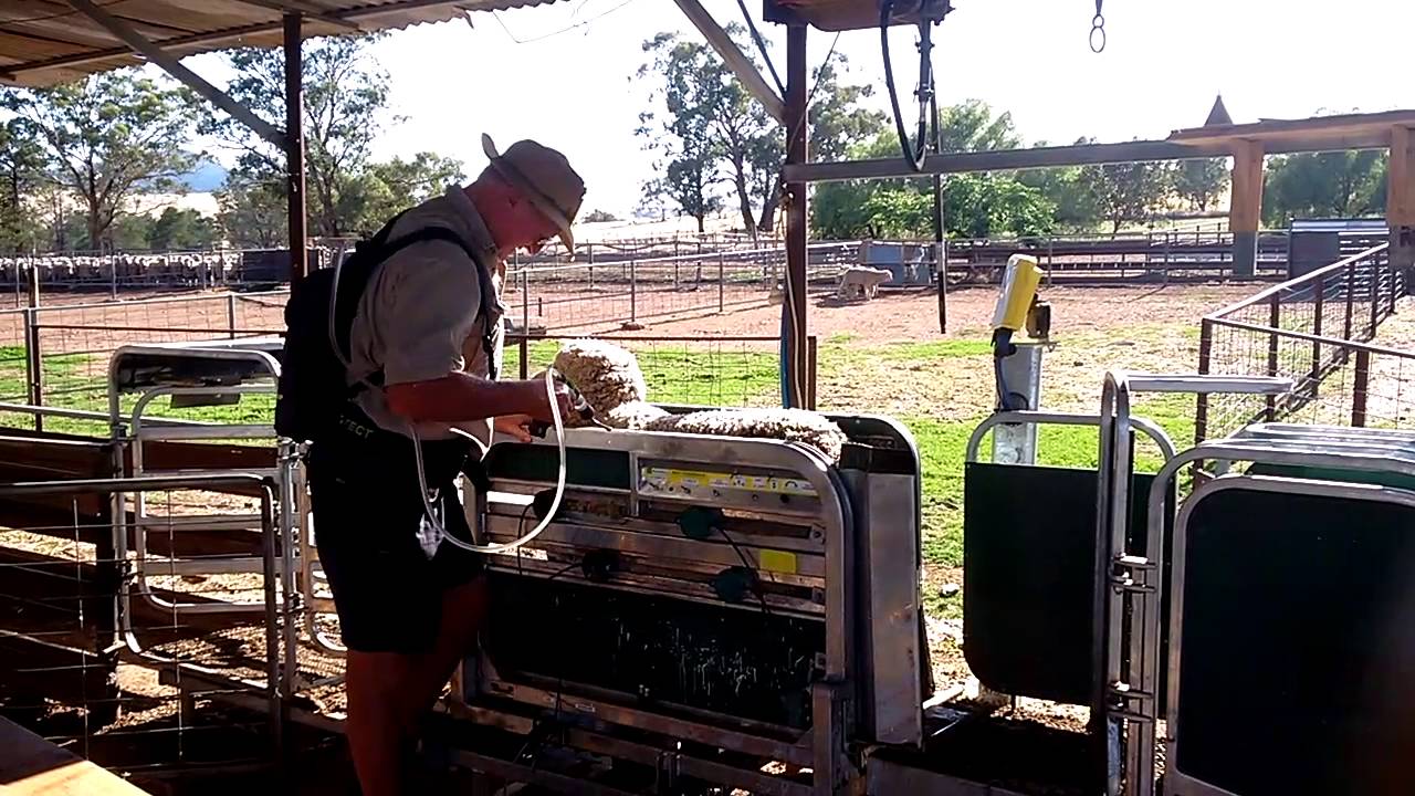 Racewell Sheep Handler - TePari - YouTube