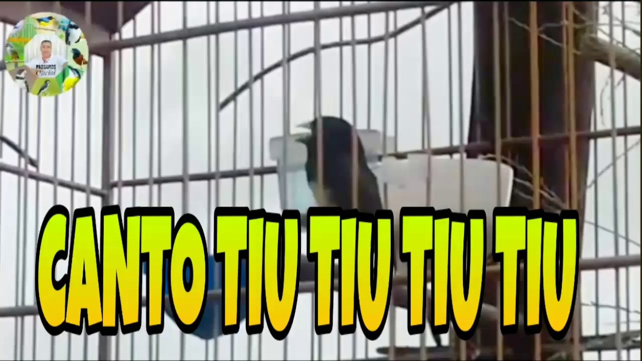CANTO TIU TIU TIU TIU - YouTube