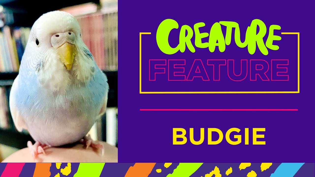 Creature Feature: Featuring R2D2, the Budgie! - YouTube