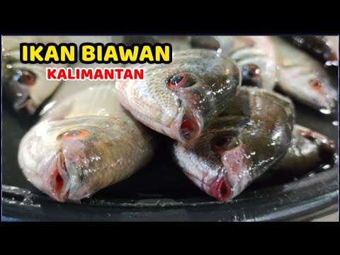 IKAN BIAWAN KALIMANTAN - YouTube