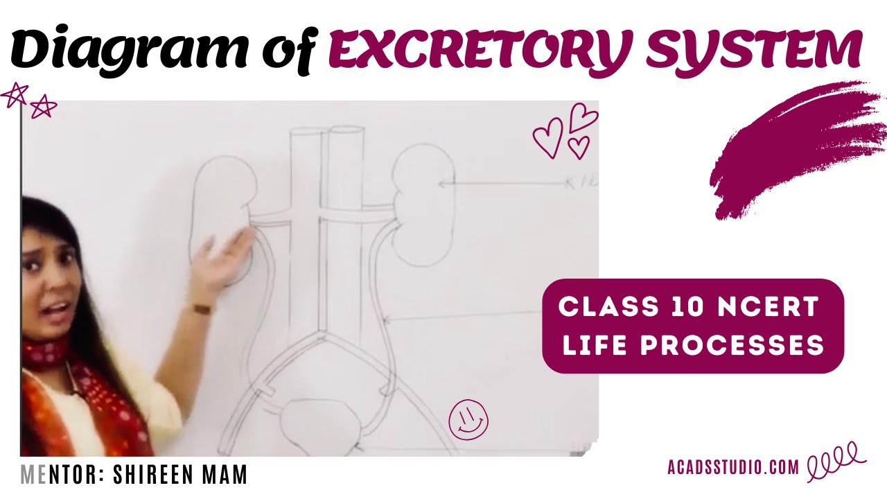 How to Draw Excretory System Diagram | Class 10 Biology | Easy NCERT ...