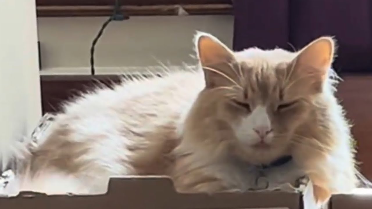 Singing & Playing the Harmonica to My Cat Mr. - YouTube