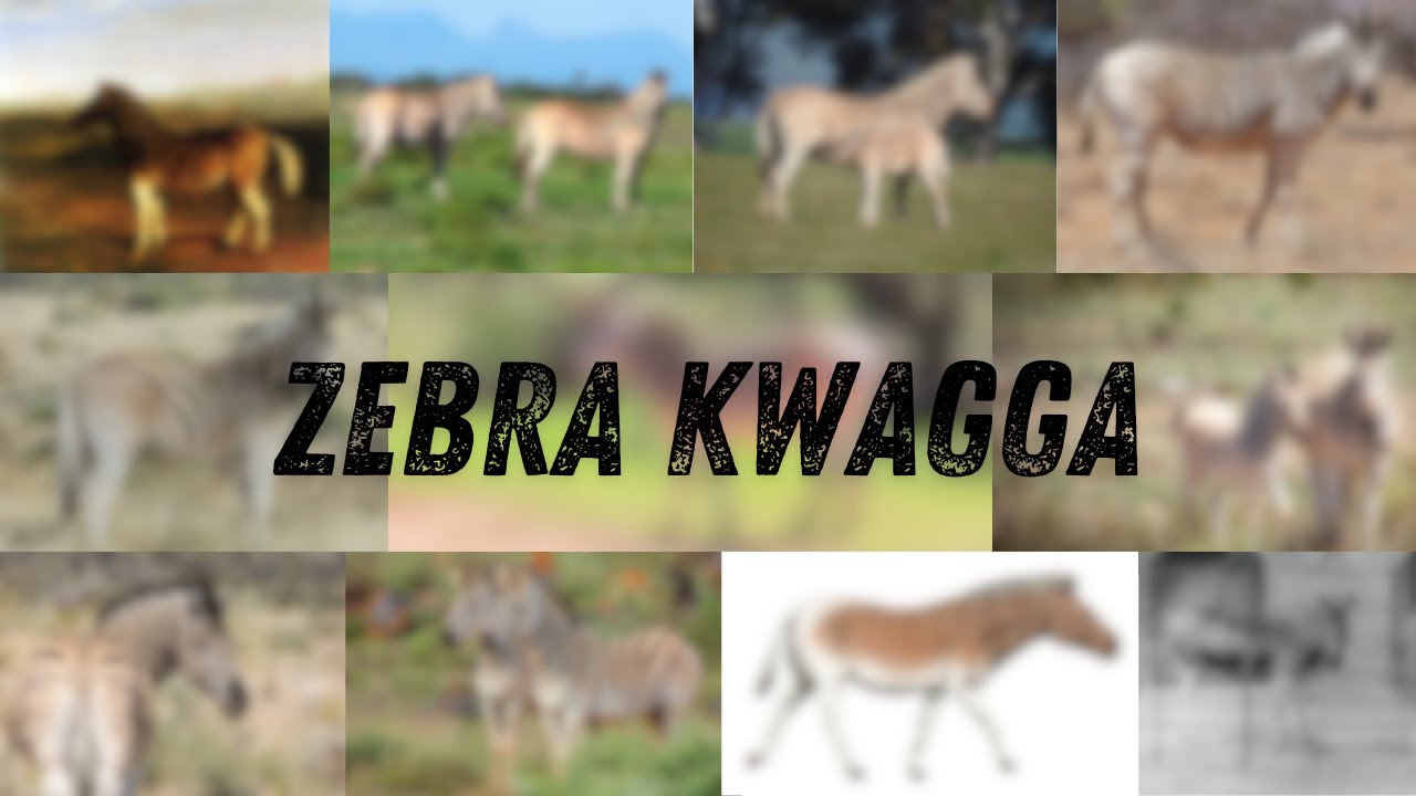 Rasy koni #96 - Zebra Kwagga 🫏 - YouTube