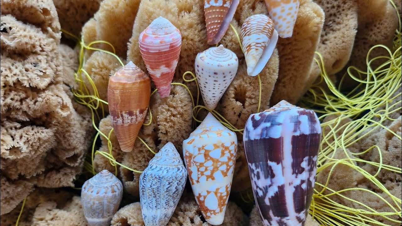 Some of the cone snails . Common and collectible. - YouTube