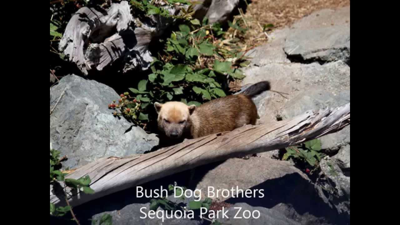 Bush Dogs at Sequoia Park Zoo - YouTube