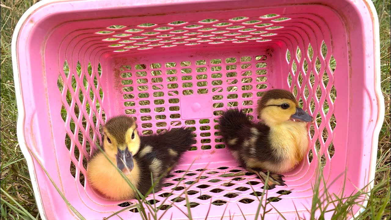 Babe Duck cute cute 🥰 - YouTube
