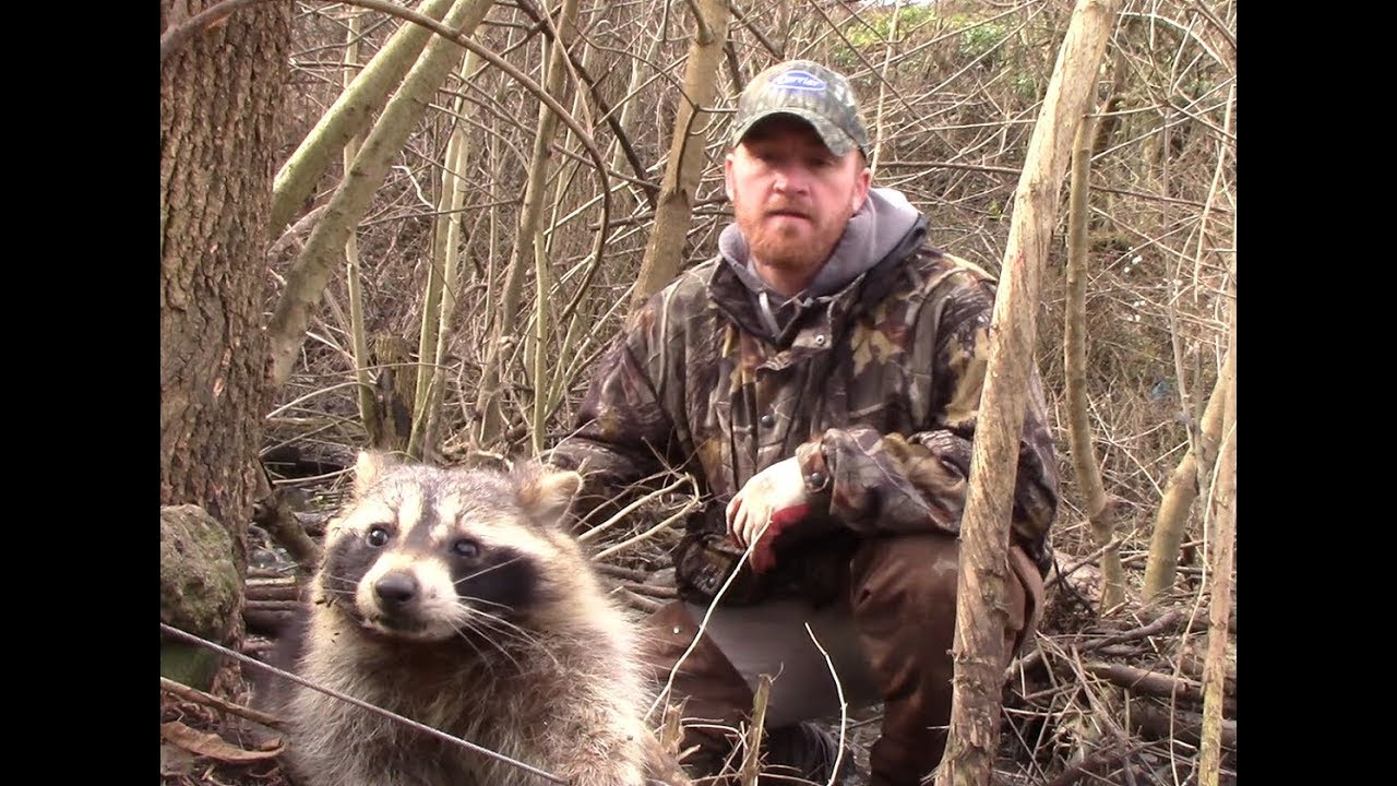 Running the trap line day 2 #RACCOON TRAPPING# new beaver spot - YouTube