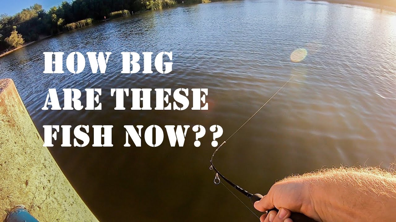 Fishing For Bass At Lakeside Park, Tucson Az. (Urban Pond) - YouTube