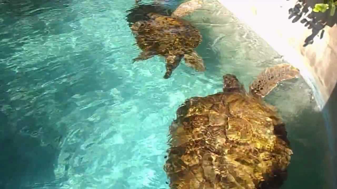 Green Sea Turtles in Bermuda - YouTube