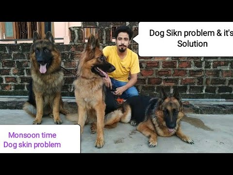 German Shepherd- Skin problem and it's solution - YouTube