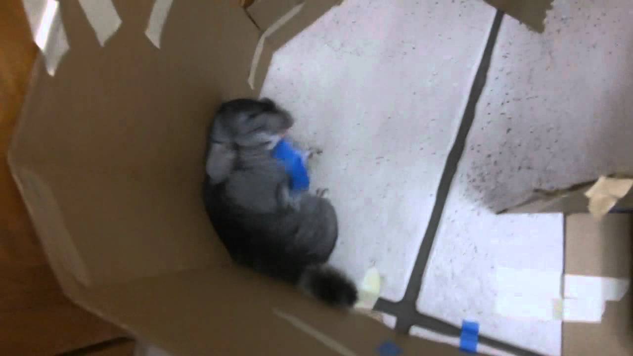Chinchilla Gets Stuck on Tape - YouTube