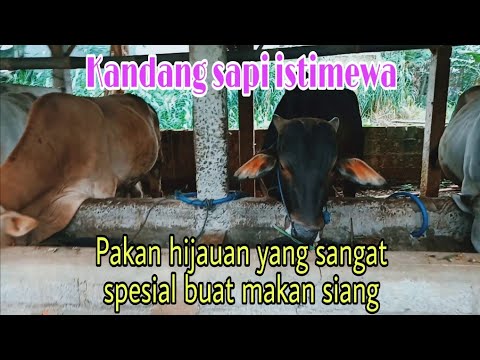 Proses pemberian pakan Hijauan di Kandang Sapi bapak Sapto - YouTube