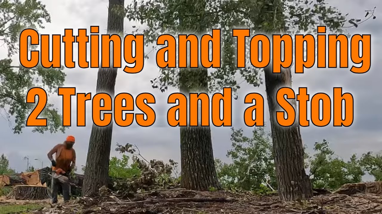 Cutting and topping 2 Cottonwood trees and a Stob - YouTube