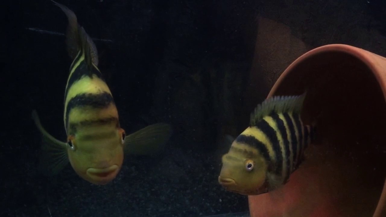 Gold barred Midas - YouTube