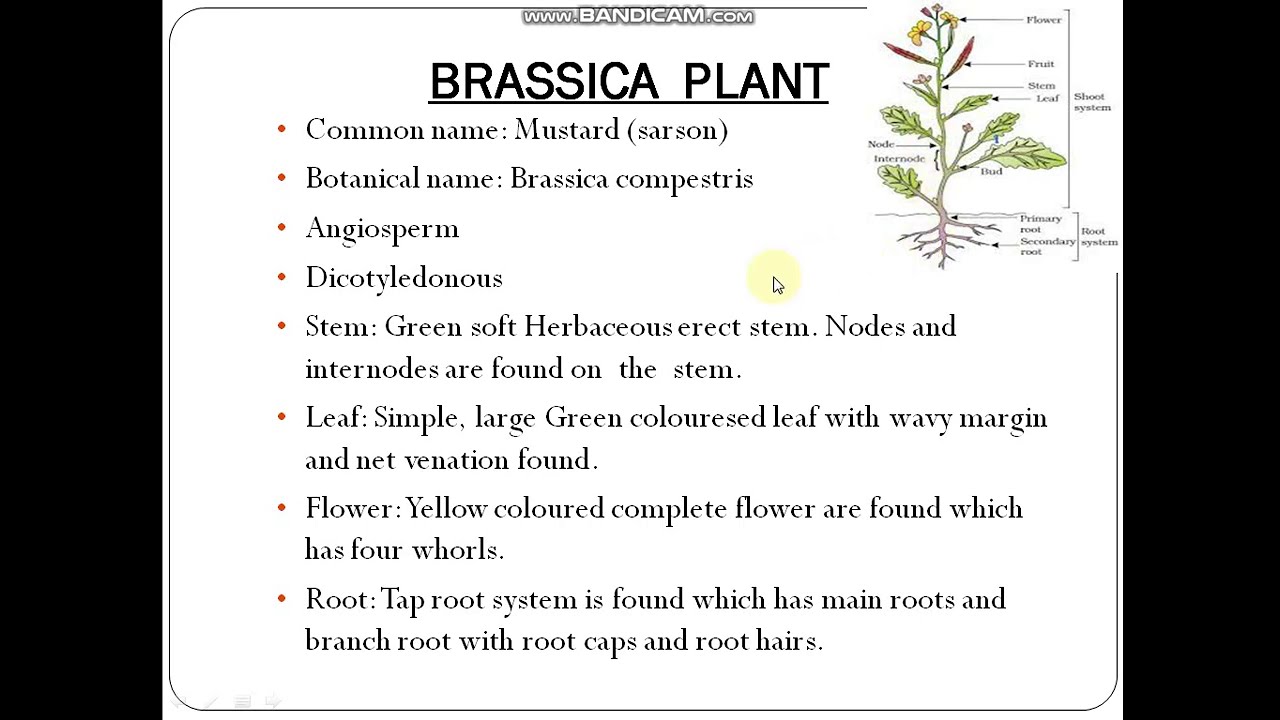 CH:02 TOPIC: BRASSICA PLANT AND TS OF BRASSICA ROOT (BIO) - YouTube