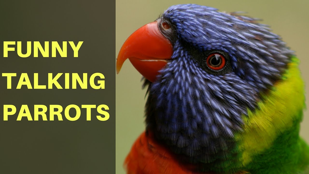 Funny Talking Parrots Compilation - Parrots Talking and imitating ...