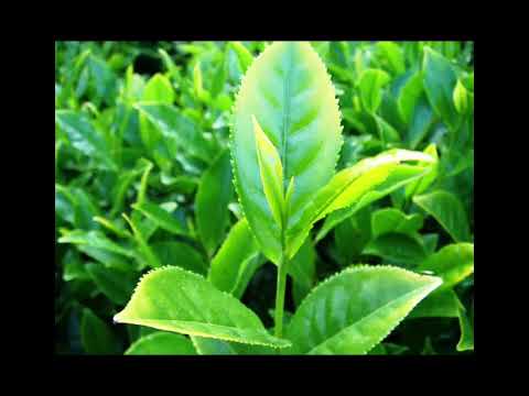 GAMZE ŞEKER ANZER BALI