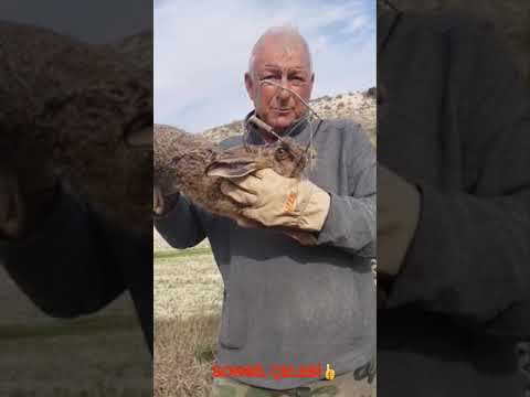 Tavşani tuzaktan kurtaran avci.Tavşan tuzağı.KAÇAK AVA SON!!! ornek davranis