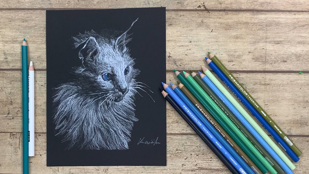 Drawing Turkish Angora Cat on Black paper (Chiaroscuro technique) - YouTube