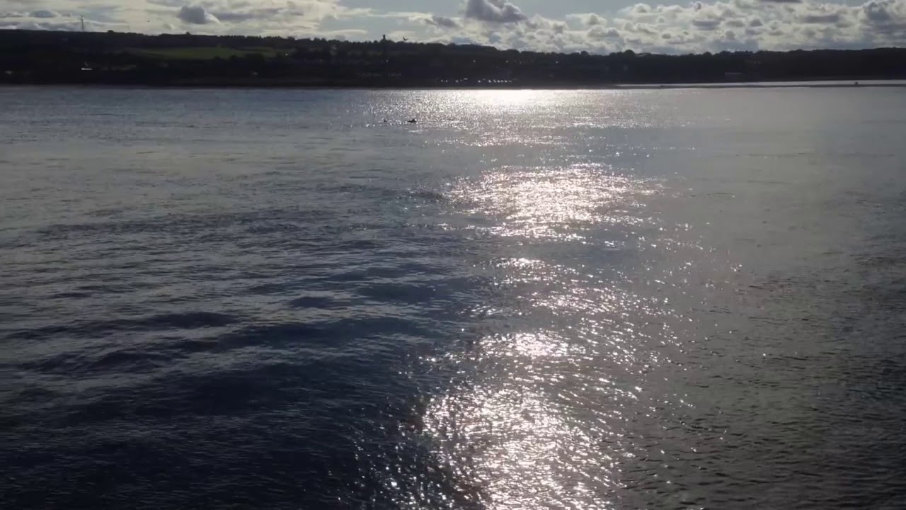 Berwick Upon Tweed Dolphins - YouTube