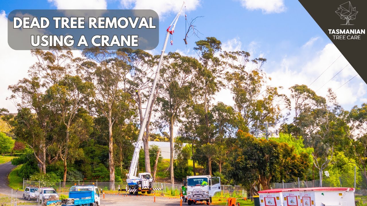 Huge dead tree removal using a Crane - Tasmania - YouTube