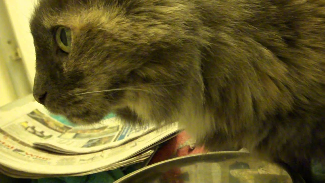 TALKING CAT SAYS YUMMY YUM YUM! Hilarious!! UNBELIEVABLE KITTY! - YouTube