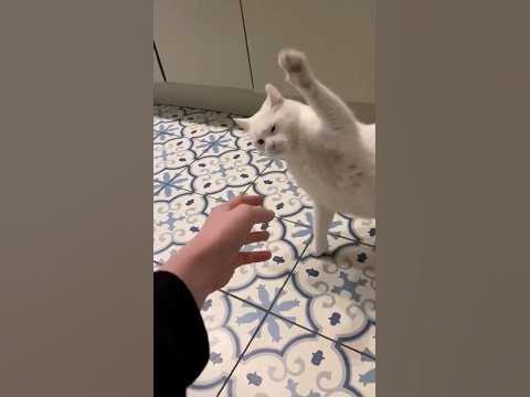 Кот не отпускает гулять🤣 Обиделся на хоязина😻 #shorts #котики #юмор ...